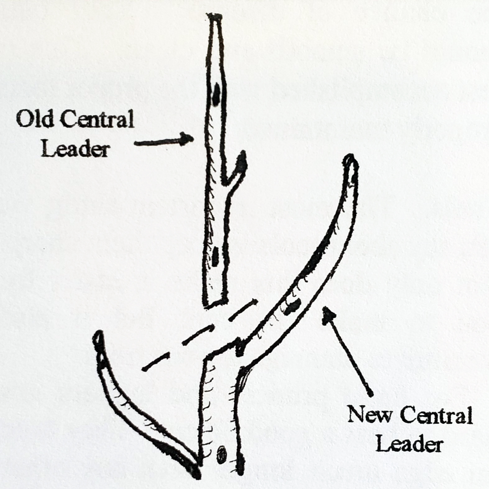 Restorative Pruning | The National Center for Appropriate Technology
