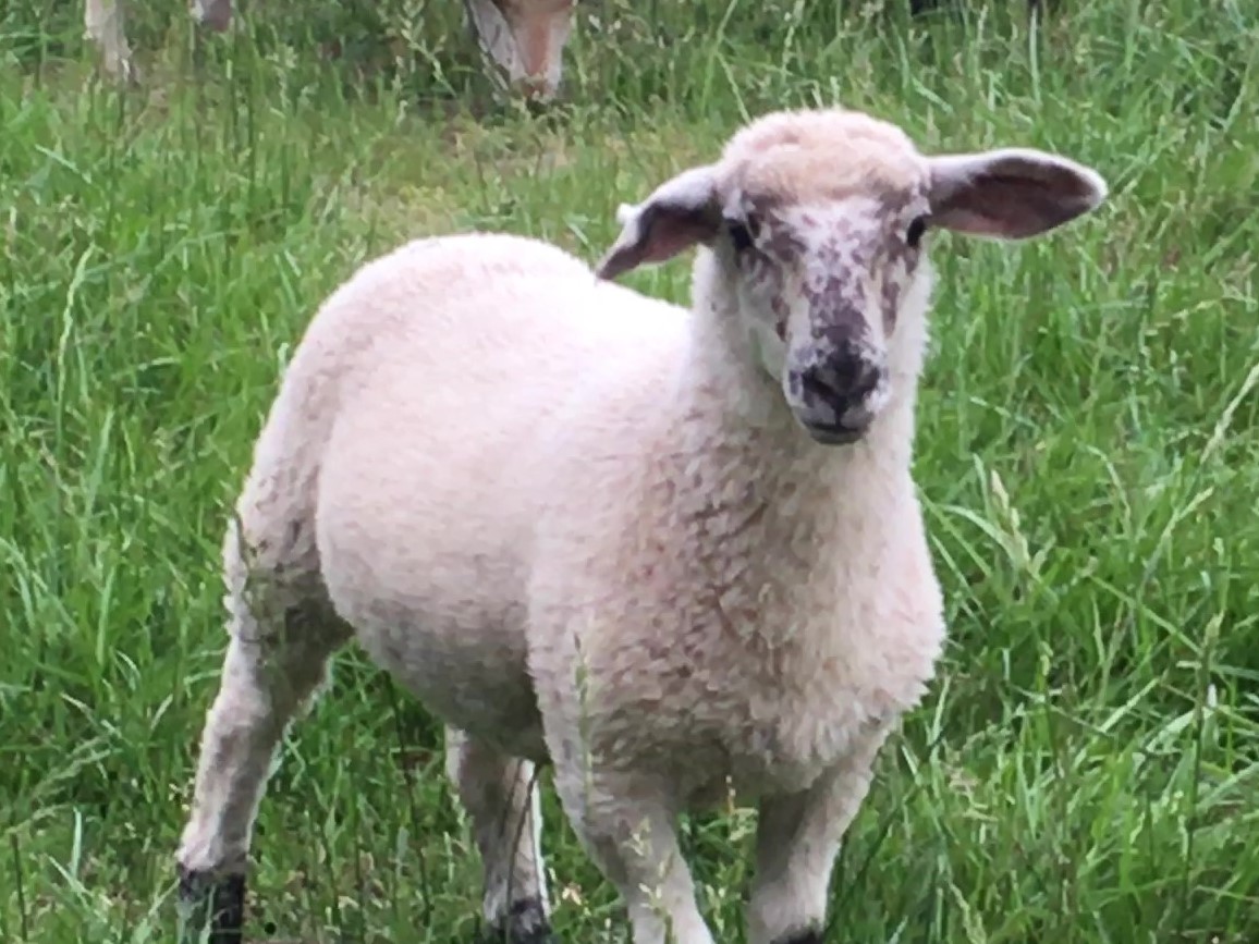 Getting Started in Livestock: Lessons Learned - NCAT