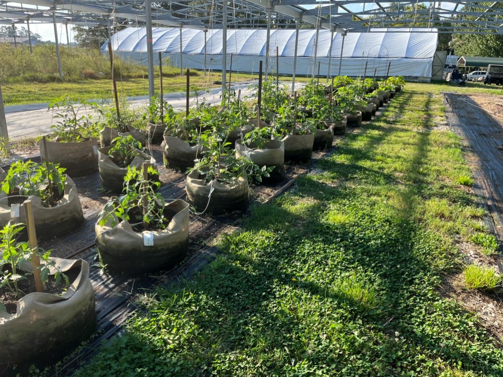 Biochar Is Key to Cascading Benefits in Innovative Carbon Chicken ...