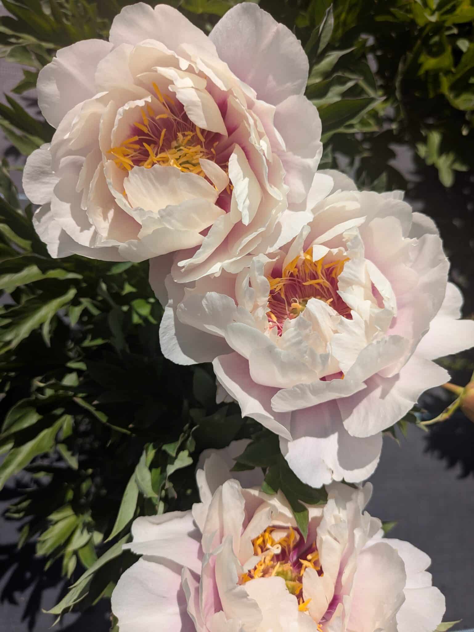 Peonies: A High-Value Perennial for Profit and Joy – NCAT